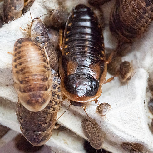 Dubia for Sale | Telos Exotics