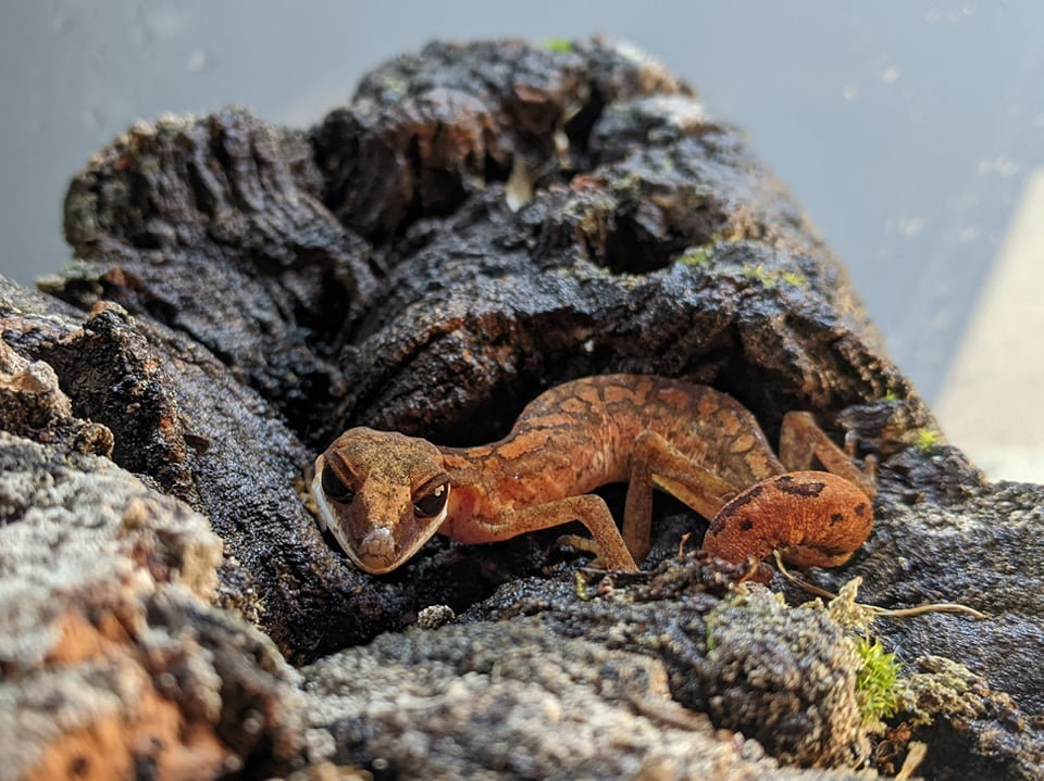 Telos Vivaria: A Cat Gecko Setup