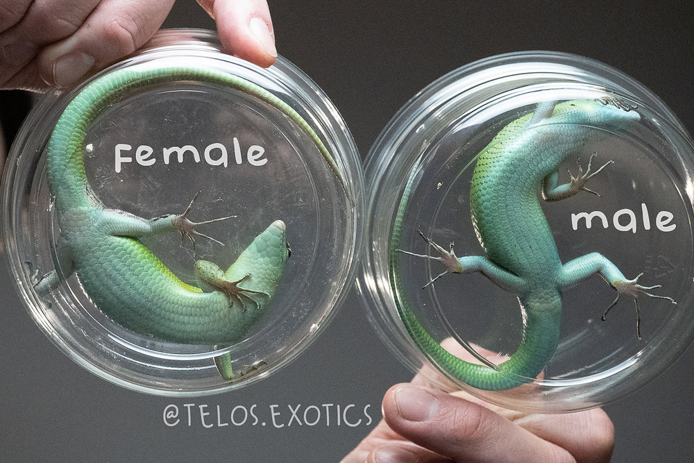How To Sex Emerald Tree Skinks