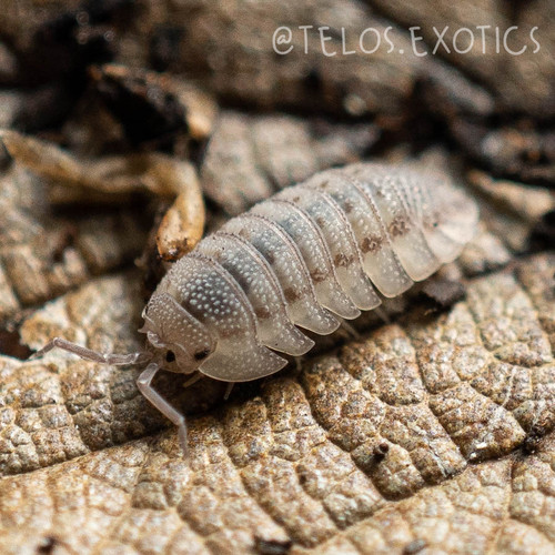 Peraccae Isopods - Armadillidium peraccae | Telos Exotics