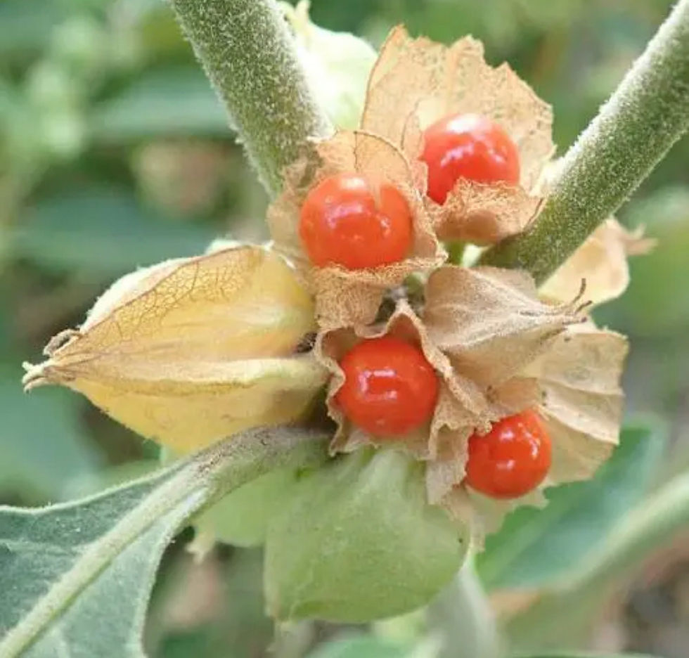 Ashwagandha Seed | Sacred Hollow Farm