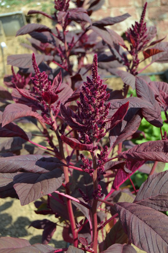 Red Spike Amaranth | Sacred Hollow Farm