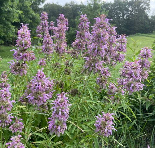 Lemon Bee Balm | Sacred Hollow Farm