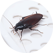 Termite and Pest Control Services | Whitsunday Wizard