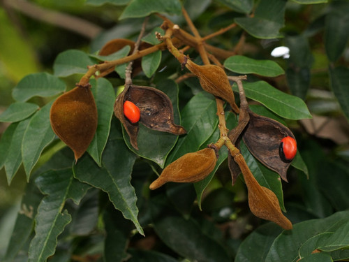 Ormosia coccinea ~ "Huayruro" | ethnoco