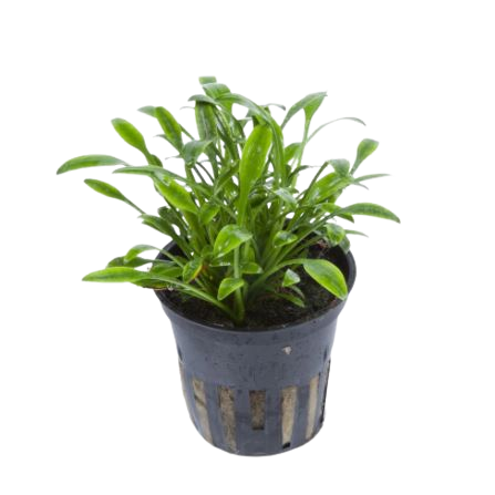 Cryptocoryne Pygmaea | Big Aquarium
