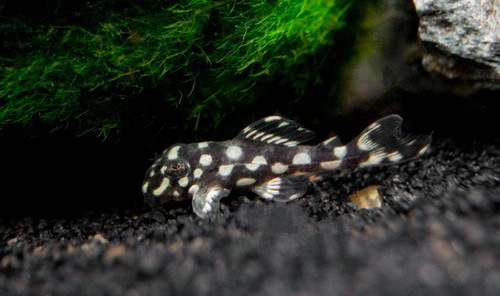 Pleco L471 White Spotted Dwarf | Big Aquarium