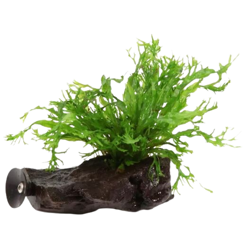 Microsorum Pteropus 'Mini Windelov' | Big Aquarium