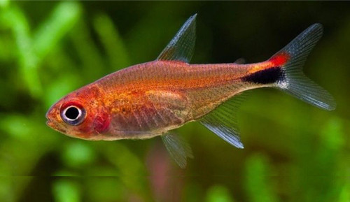 Ruby Tetra | Big Aquarium
