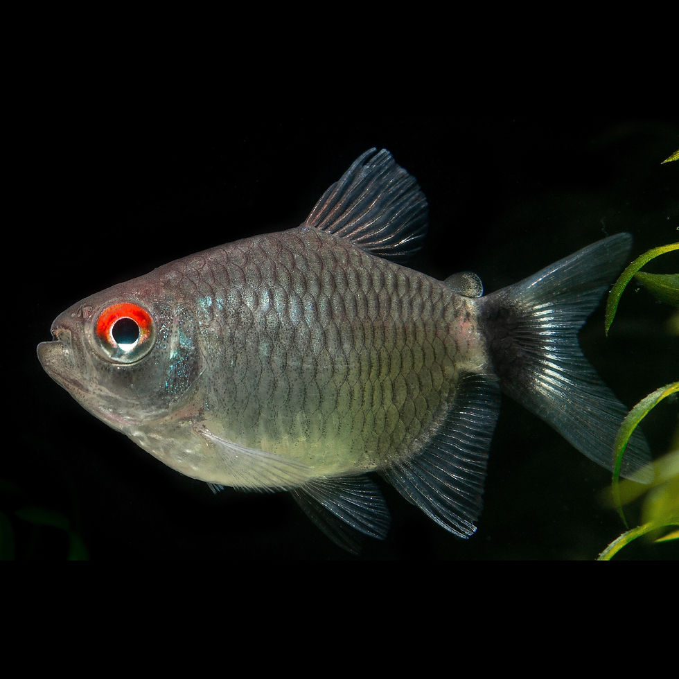 Red Eye Balloon Tetra | Big Aquarium