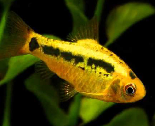 Barb Neon Golden | Big Aquarium