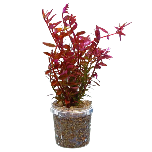 Rotala Rotundifolia Red | Big Aquarium
