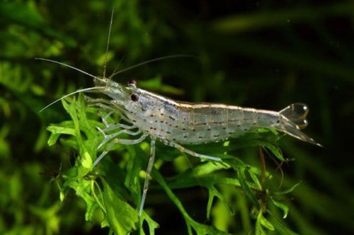 Yamato Shrimp | Big Aquarium