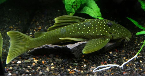 Pleco L200 Green Phantom | Big Aquarium