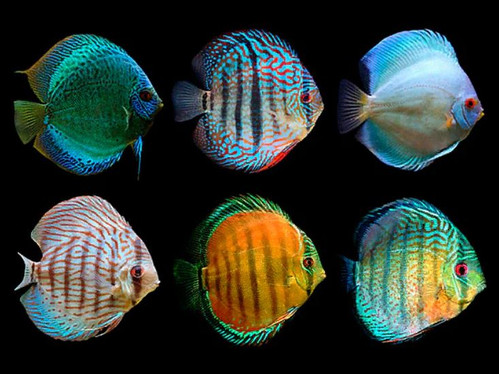 Discus Assorted | Big Aquarium