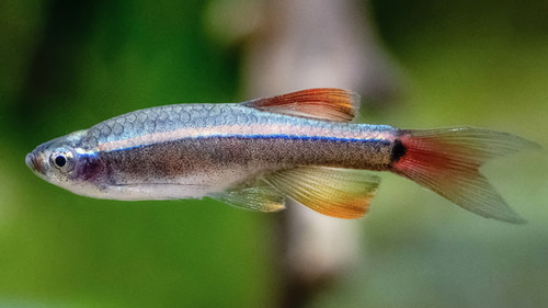 Albino White Cloud Mountain Tetra | Big Aquarium
