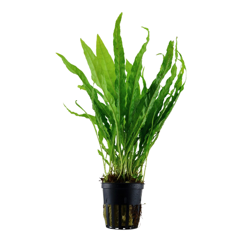 Microsorum Pteropus (Java Fern) (S) | Big Aquarium