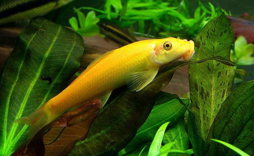 Albino Chinese Algae Eater | Big Aquarium