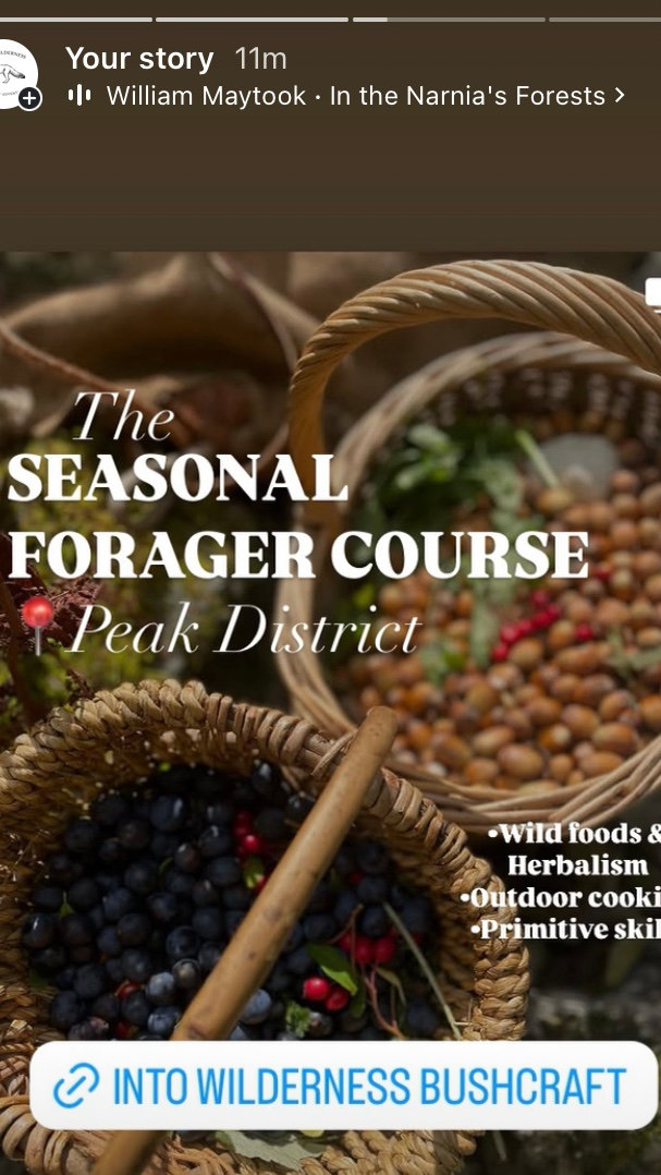 Seasonal Forager ( Wild Fungi special ) | Into Wilderness