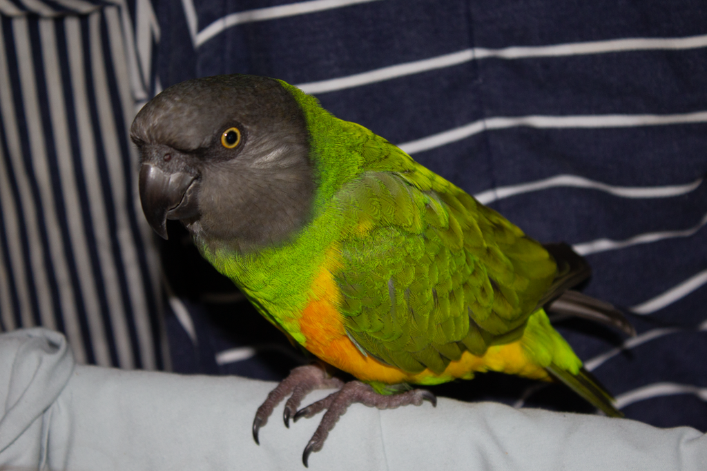 Home | Random Thoughts of a Christian Parrot