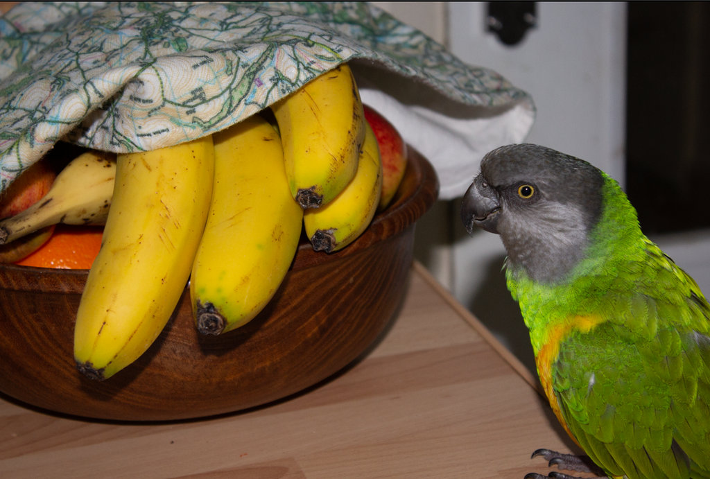 Home | Random Thoughts of a Christian Parrot