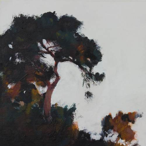 Scots Pine against white | Jamie Oldham