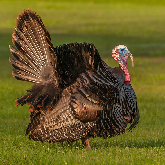 melanistic eastern turkey
