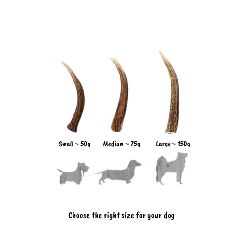 Deer Antlers | Team Waggles