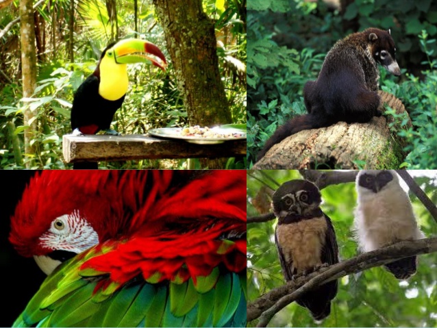 Clima Tropical Húmedo | infoclima