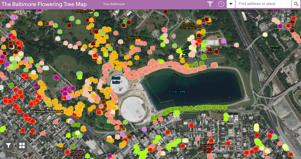 The Baltimore Flowering Tree Map
