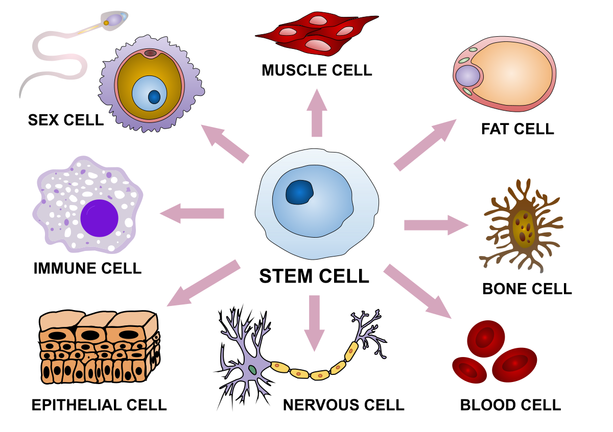 What Is Cell Differentiation