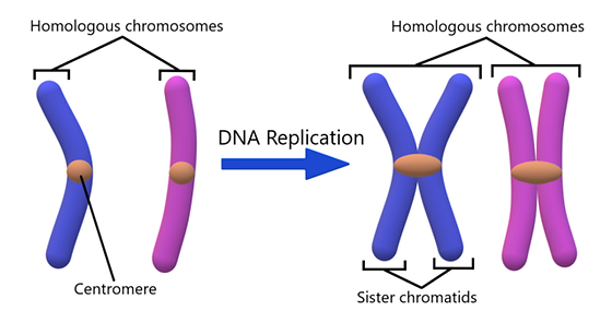 dna chromosome difference
