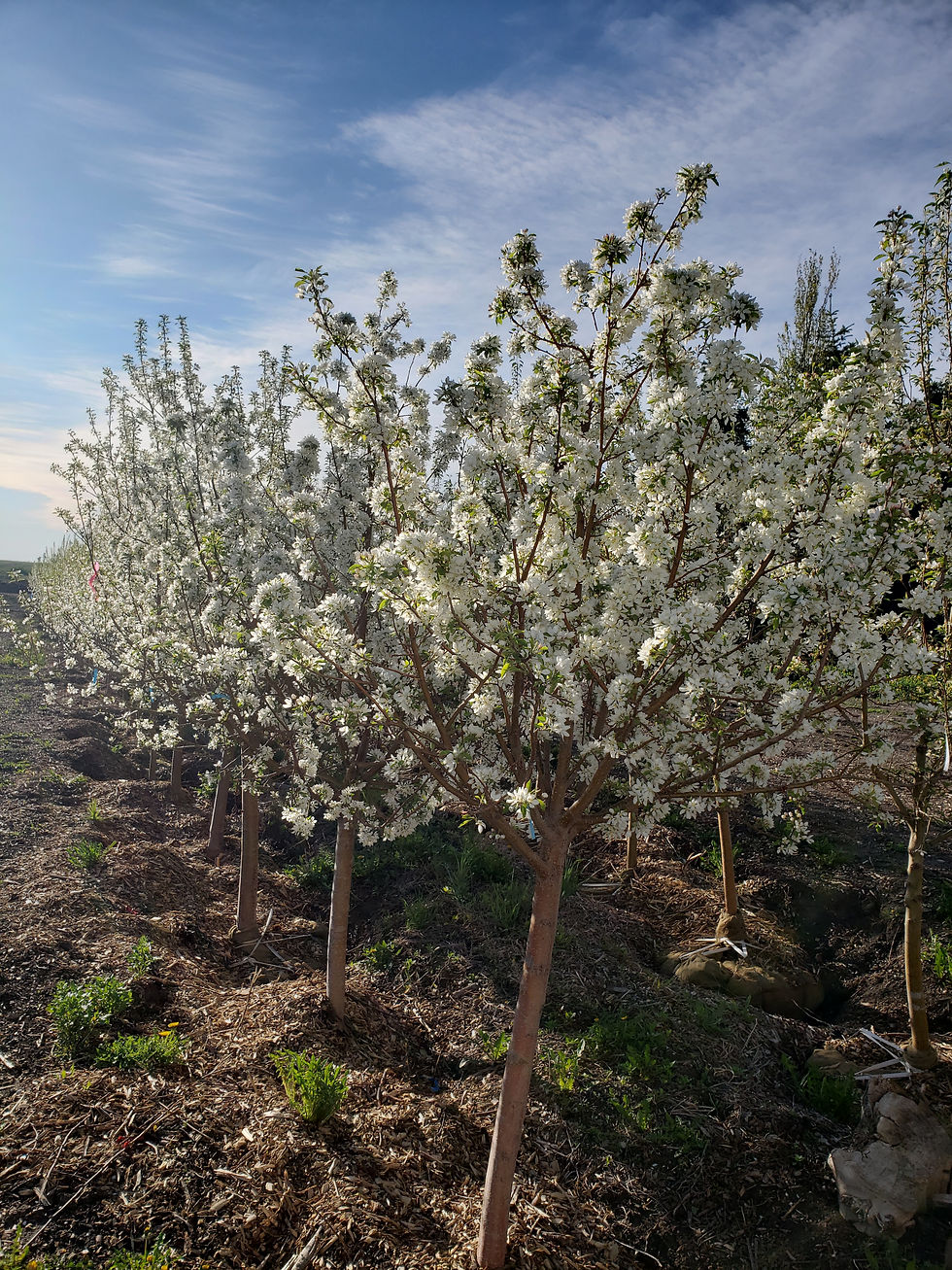 TREE SALES | Vollmin Trees