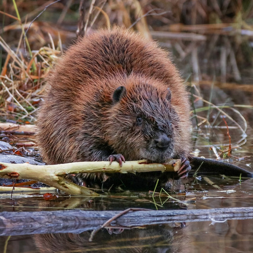 Case Study: Beavers (Teacher & Student Edition) | Science Outside