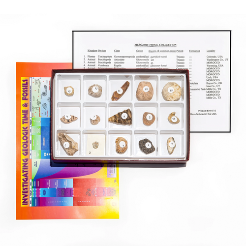 Scott Resources 3115-S - Mesozoic Fossils Collection - 15 Specimens ...