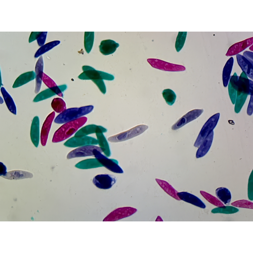 Whole-Mount Paramecium Microscope Slide | Science Outside