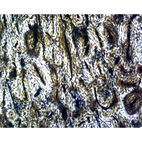 Ground Compact Bone Microscope Slide | Science Outside