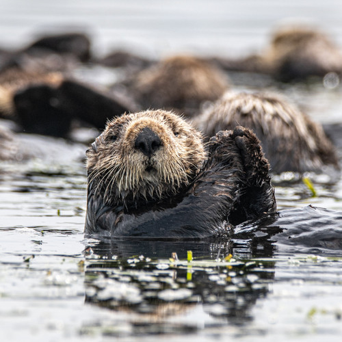 Case Study: Sea Otters (Teacher & Student Edition) | Science Outside