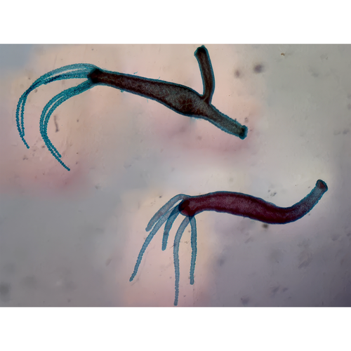 Whole-Mount Hydra Microscope Slide (Adult with Bud and Without Bud ...
