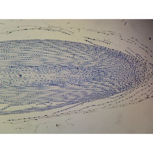 Longitudinal Section of Allium Root Tip Microscope Slide | Science Outside