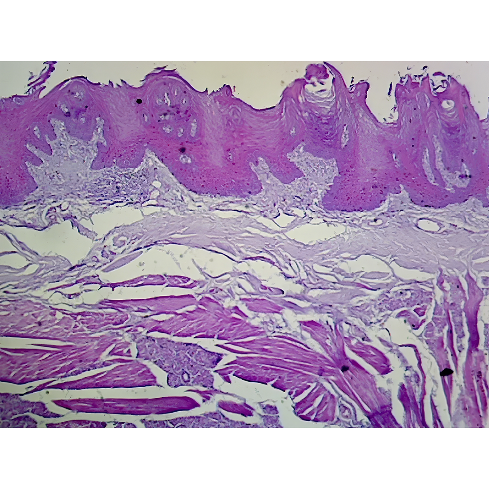 Longitudinal Section of Human Tongue Microscope Slide | Science Outside