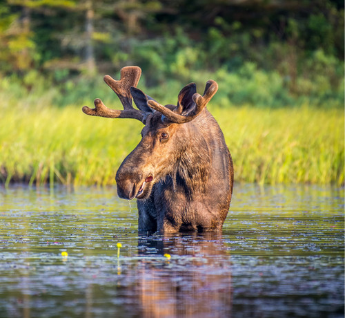 Case Study: Moose (Teacher & Student Edition) | Science Outside