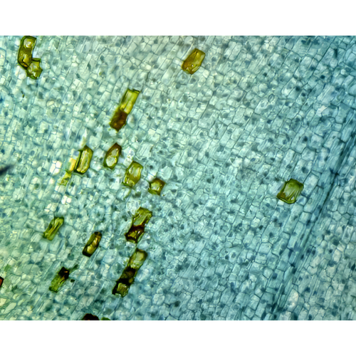 Whole-Mount Elodea Leaf Microscope Slide | Science Outside