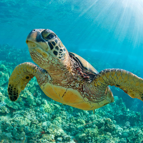 Case Study: Great Barrier Reef (Teacher & Student Edition) | Science ...