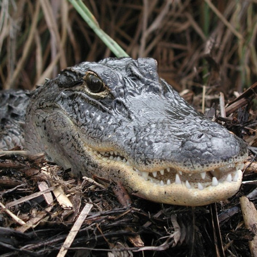 Case Study: American Alligators (Teacher & Student Edition) | Science ...