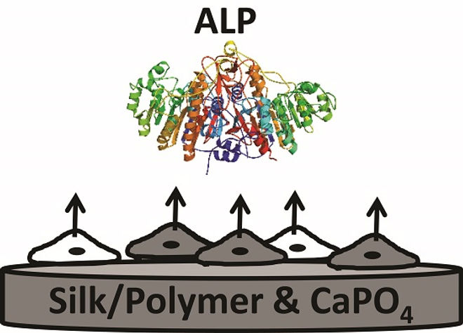 Biomineralization of Engineered Spider Silk Protein-Based Composite ...