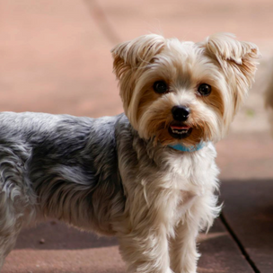 Dog Dude Ranch Cage Free Dog Boarding and Dog Day Care in Miami