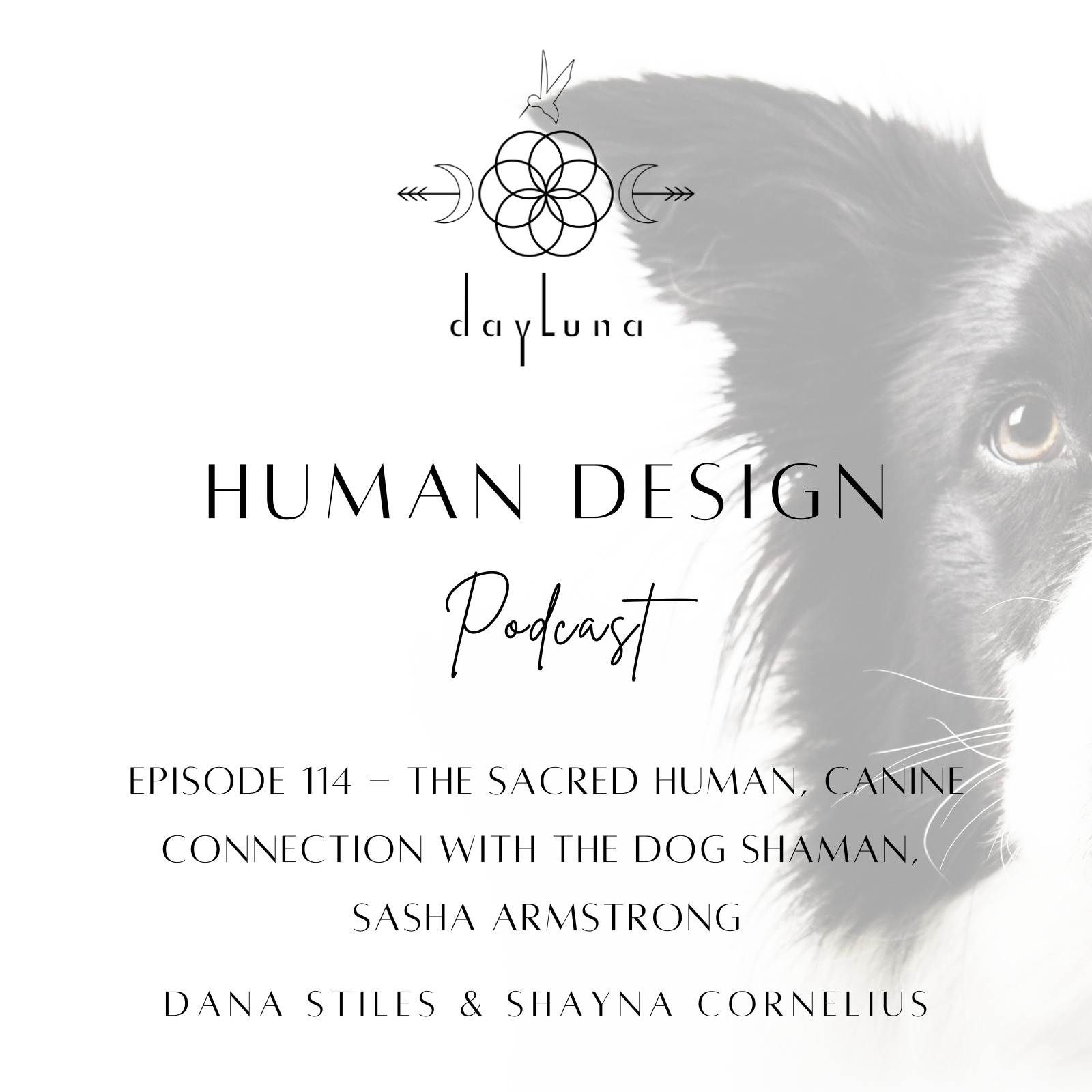 The Sacred Human, Canine Connection with The Dog Shaman, Sasha Armstrong