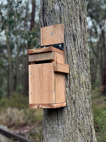 Feather Tailed Glider box | Pilkarra Traps