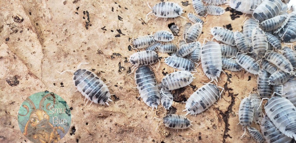 Dalmatian Mutation in Different Isopod Species